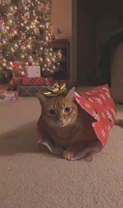 30 Christmas Cat Memes And Pics For Anyone Wrangling A Tiny Furry Grinch