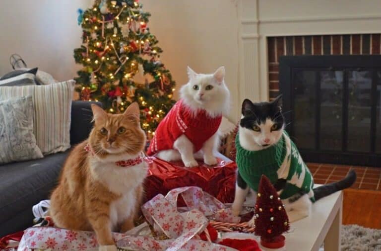 30 Christmas Cat Memes And Pics For Anyone Wrangling A Tiny Furry Grinch