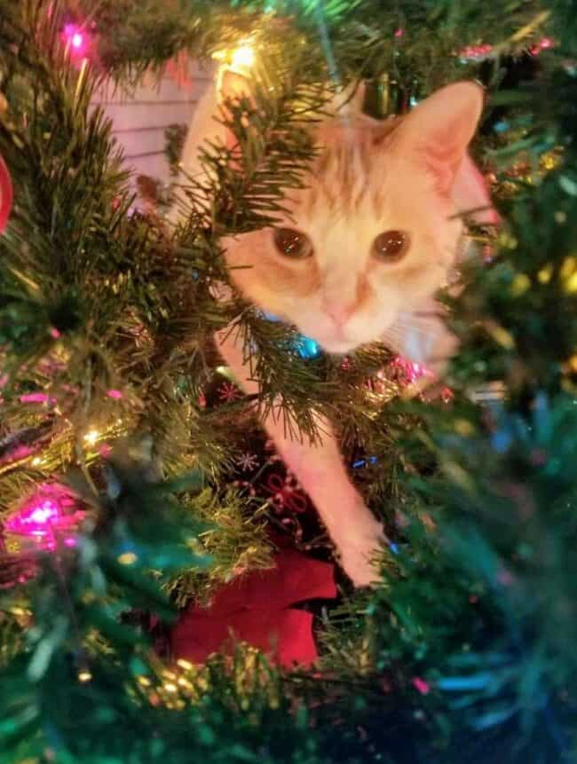 30 Christmas Cat Memes And Pics For Anyone Wrangling A Tiny Furry Grinch