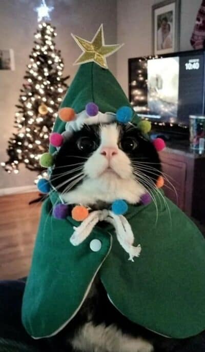 30 Christmas Cat Memes And Pics For Anyone Wrangling A Tiny Furry Grinch