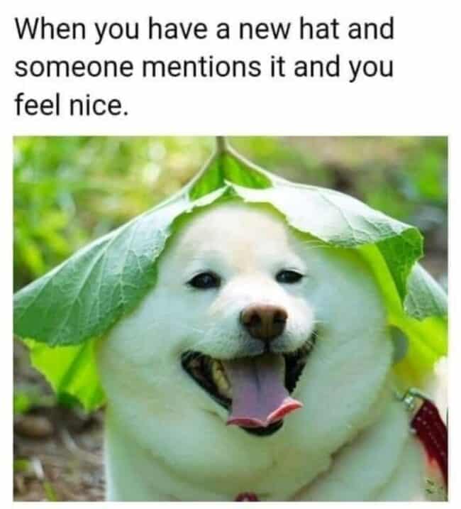 35 Funny Dog Memes For Anyone In Need Of A Tail-Wagging Laugh Today