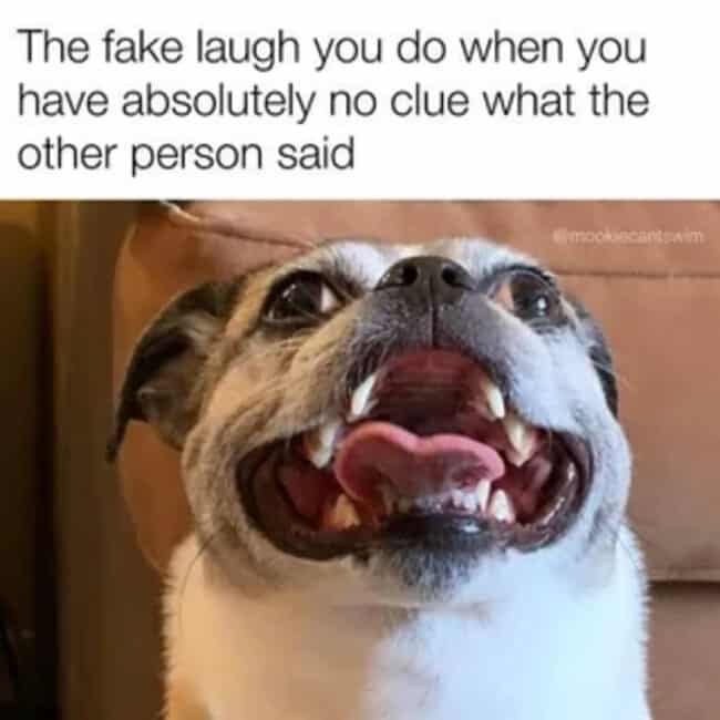 40 Funny Dog Memes From This Week For People Who Love Dogs More Than ...