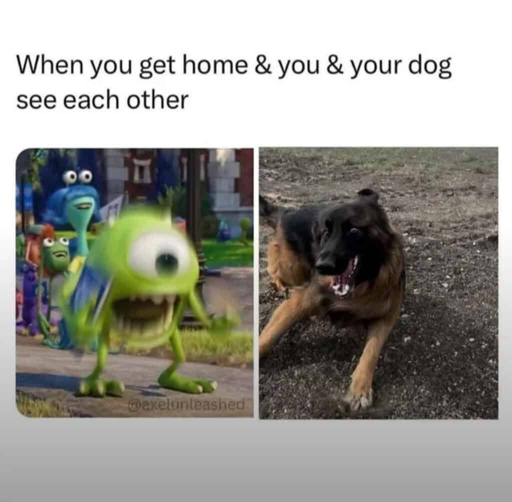 35 Funny Dog Memes From This Week For Anyone Whose Entire Camera Roll ...
