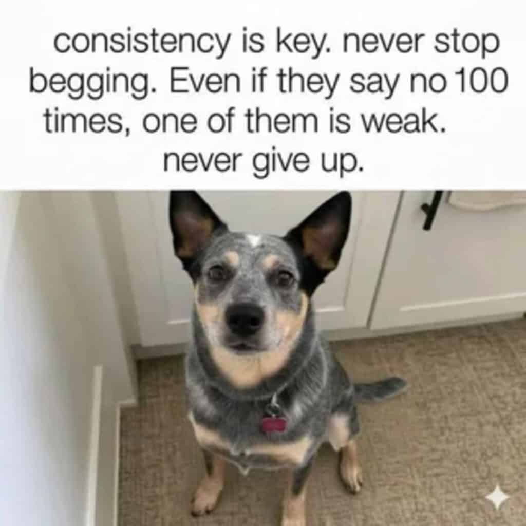 35 Funny Dog Memes From This Week For Anyone Whose Entire Camera Roll ...