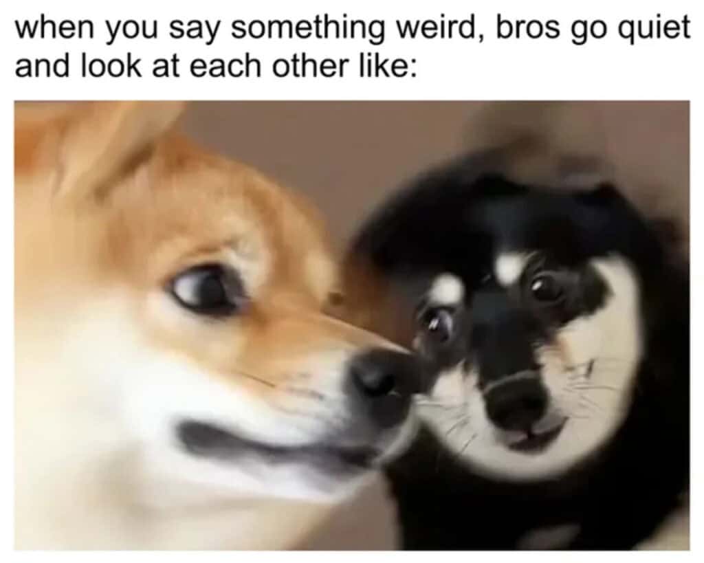 35 Funny Dog Memes From This Week For Anyone Whose Entire Camera Roll ...