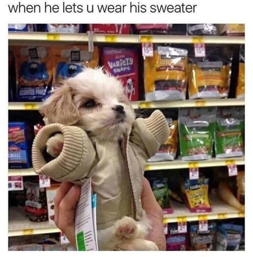 35 Funny Dog Memes From This Week For Anyone Whose Entire Camera Roll ...