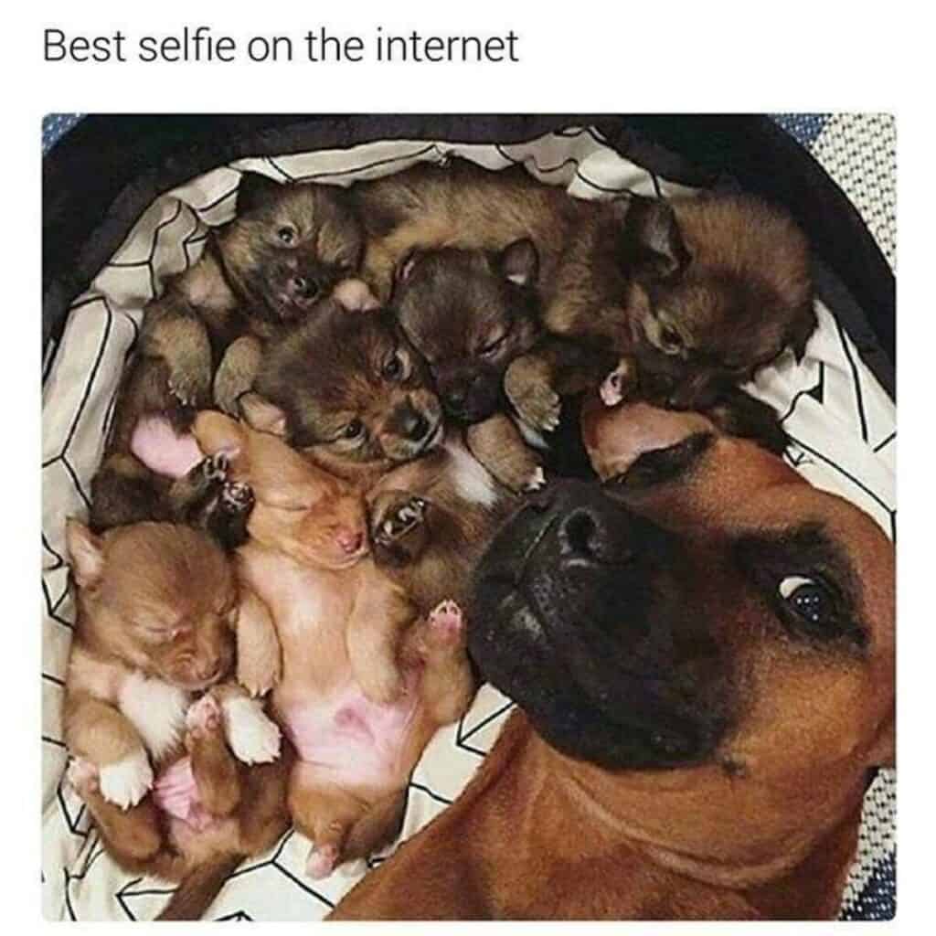 35 Funny Dog Memes From This Week For Anyone Whose Entire Camera Roll ...
