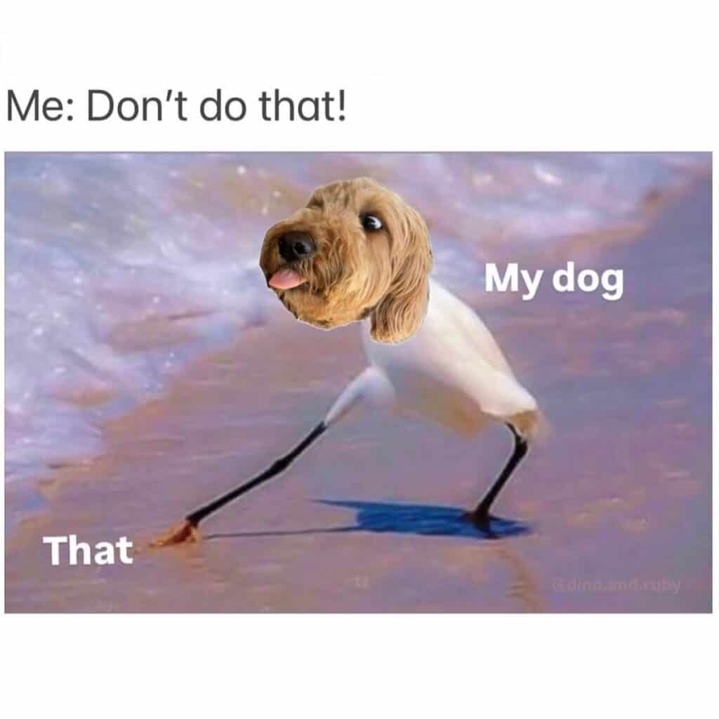 35 Funny Dog Memes From This Week For Anyone Whose Entire Camera Roll ...