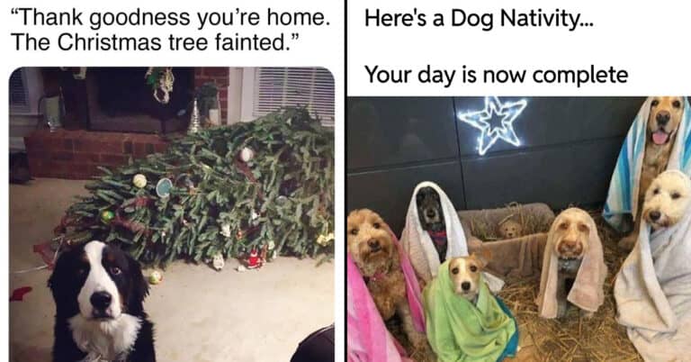 40 Funny Dog Memes From This Week For People Who Love Dogs More Than ...