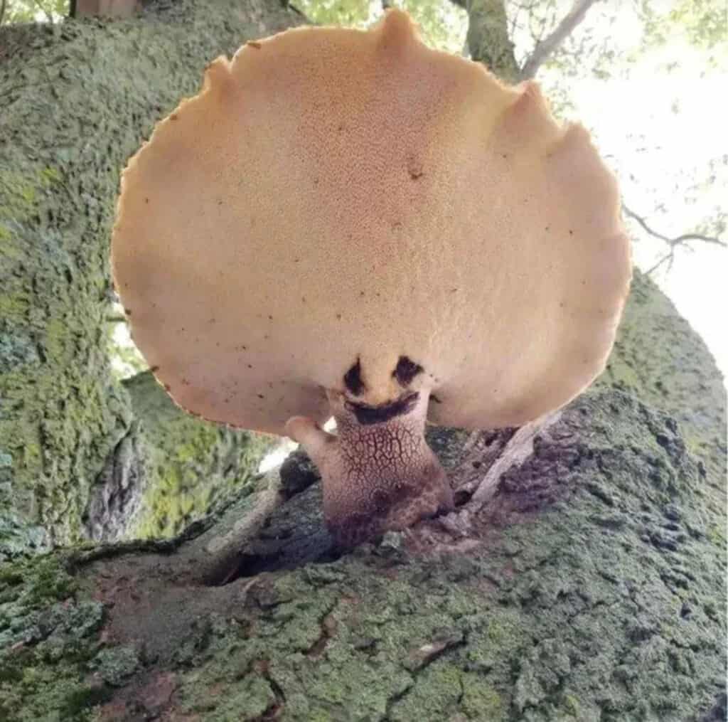 30 Times People Found Faces In Random Objects And Couldn't Unsee Them