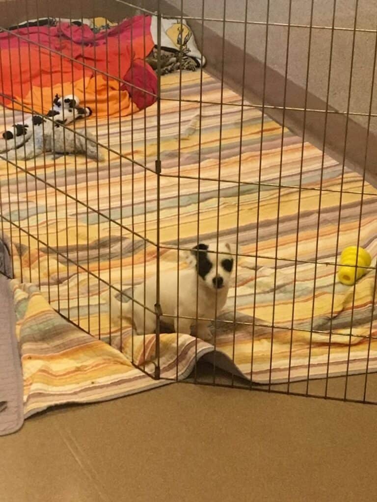 Lifetime Dog Lover Spends 20 Years Looking For Their Dream Dog, Only To ...