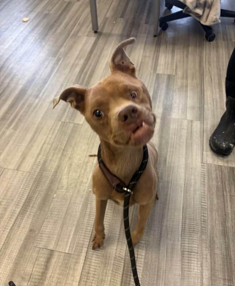 Skinny Stray's Goofy Face Was So Perfect That Animal Control Found Him ...