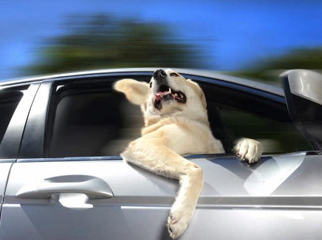 35 Adorable Pictures Of Dogs In Cars Just Enjoying The Ride