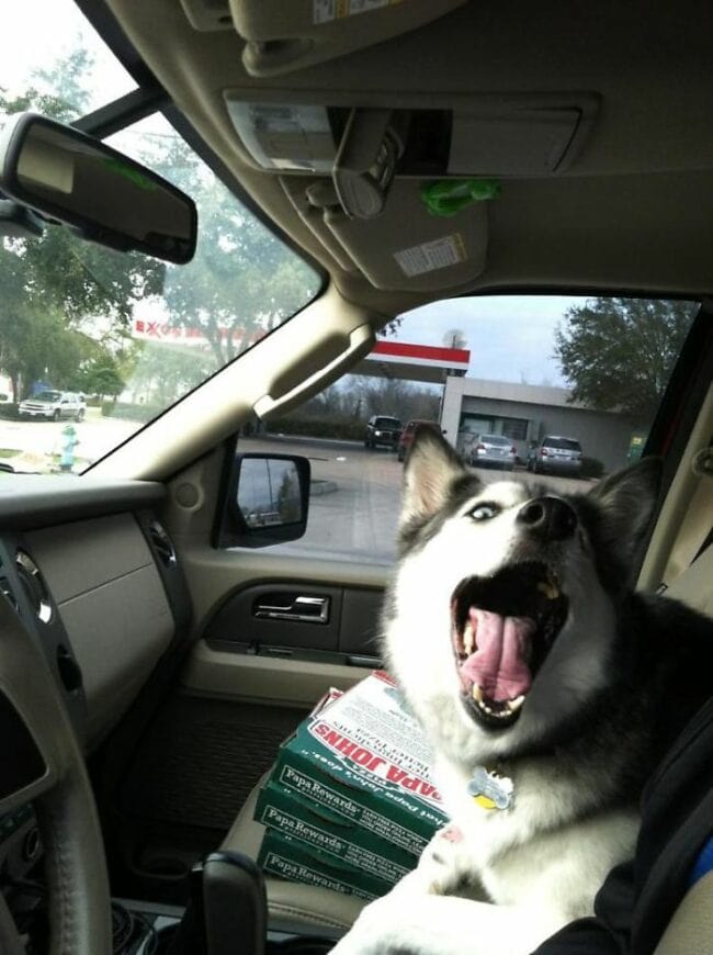 35 Adorable Pictures Of Dogs In Cars Just Enjoying The Ride