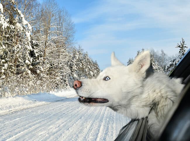 35 Adorable Pictures Of Dogs In Cars Just Enjoying The Ride