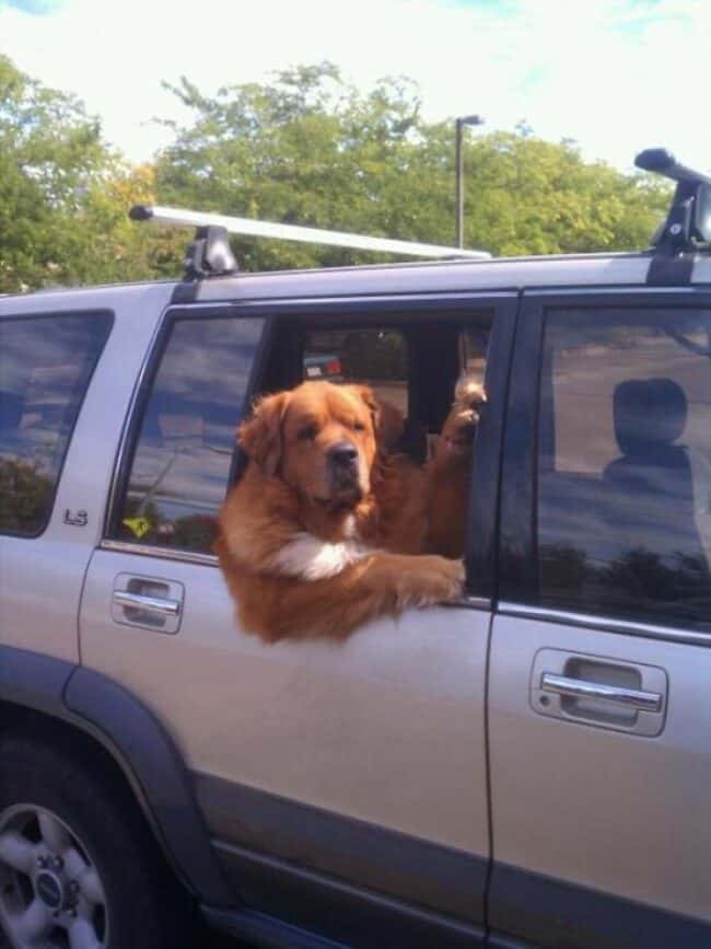 35 Adorable Pictures Of Dogs In Cars Just Enjoying The Ride