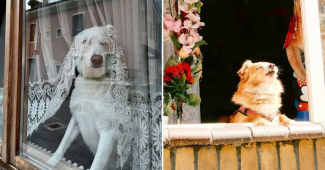 40 Adorable Pictures Of Dogs Looking Out Of Windows The World Needs ...