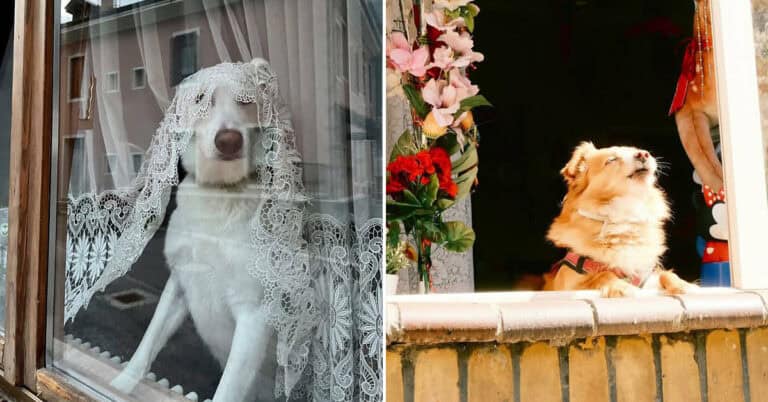 40 Adorable Pictures Of Dogs Looking Out Of Windows The World Needs ...