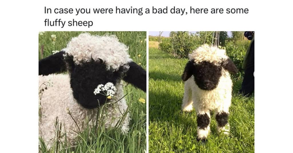 30 Baby Animal Memes Too Cute For Their Own Good