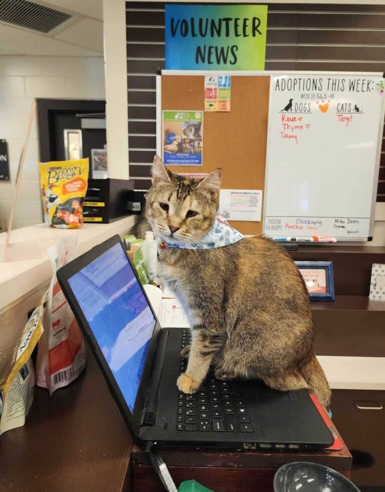 35 Cats With Jobs Who Deserve A Raise, A Nap, Or Both