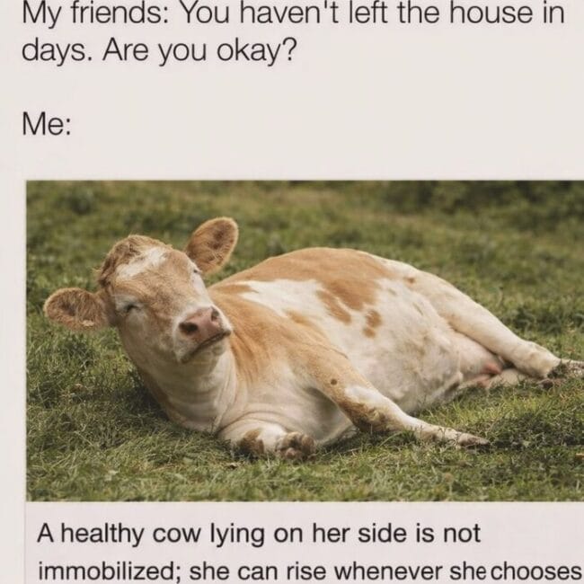 30 Funny Farm Animal Memes From The Barnyard