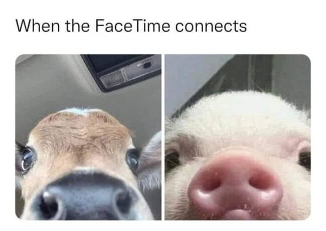 30 Funny Farm Animal Memes From The Barnyard