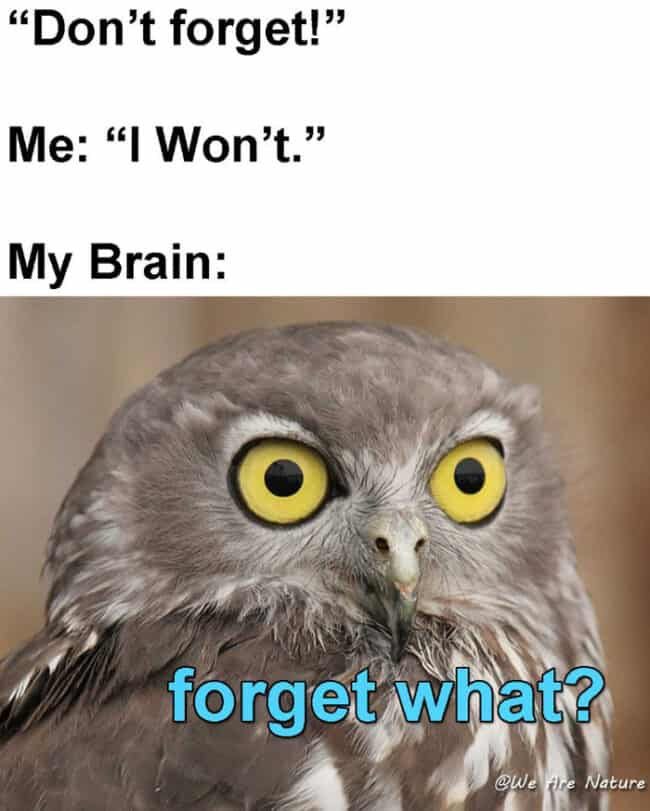 30 Funny Farm Animal Memes From The Barnyard