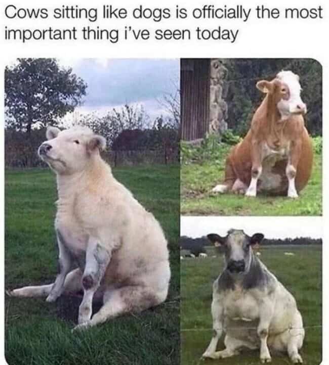 30 Funny Farm Animal Memes From The Barnyard