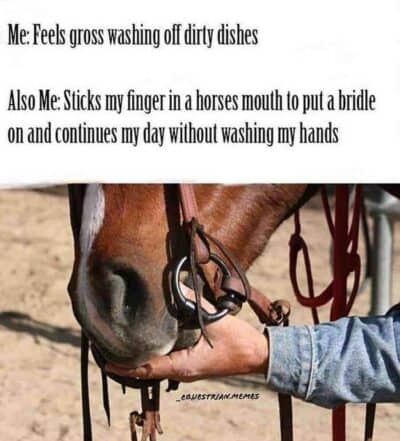 30 Funny Farm Animal Memes From The Barnyard