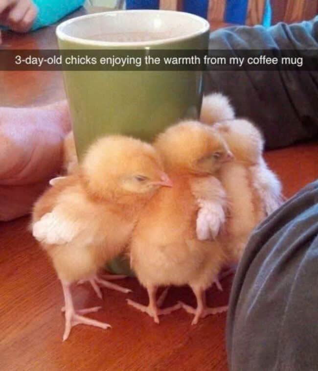 30 Funny Farm Animal Memes From The Barnyard