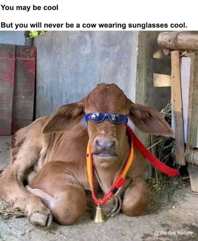 30 Funny Farm Animal Memes From The Barnyard