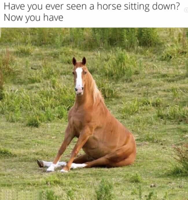 30 Funny Farm Animal Memes From The Barnyard