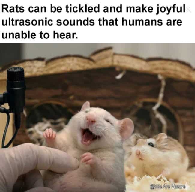 30 Funny Farm Animal Memes From The Barnyard