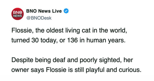 World's Oldest Living Cat Flossie Turns 30 And Is Still 'Playful And ...