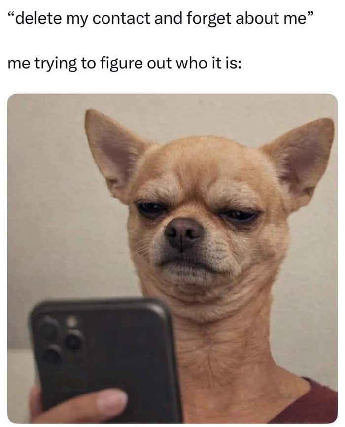 35 Funniest Dog Memes That'll Have You Howling With Laughter This Week ...