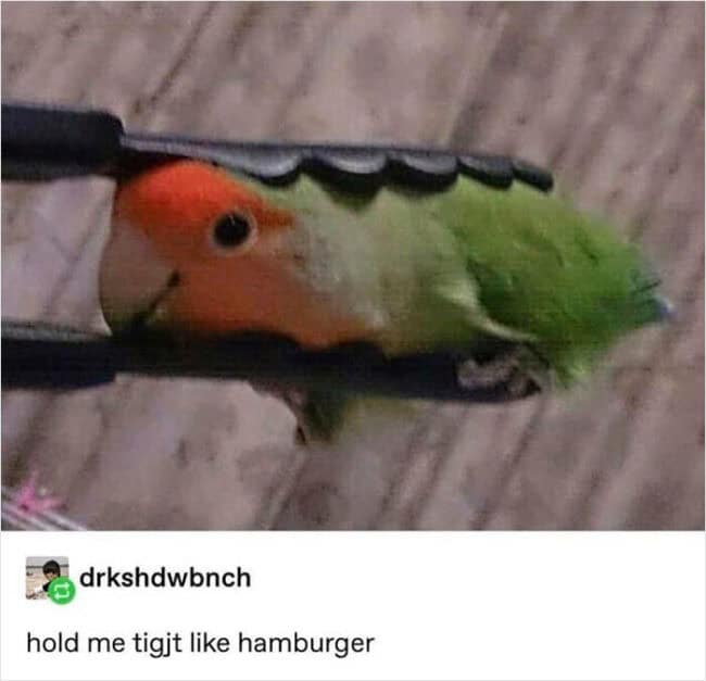 30 Funny Bird Memes That Made Us Squawk With Laughter
