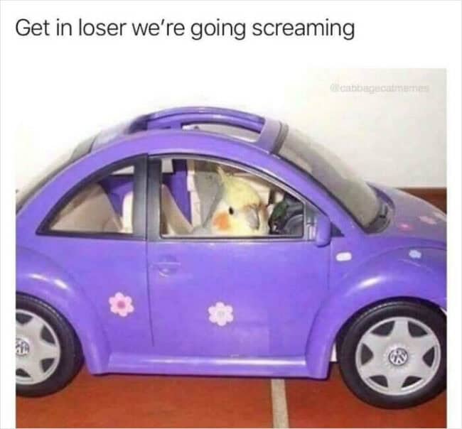 30 Funny Bird Memes That Made Us Squawk With Laughter