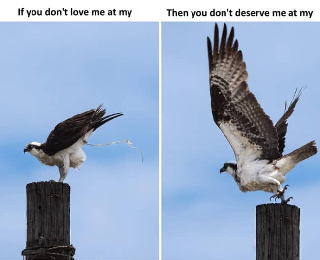 30 Funny Bird Memes That Made Us Squawk With Laughter