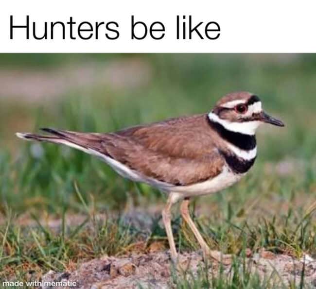 30 Funny Bird Memes That Made Us Squawk With Laughter