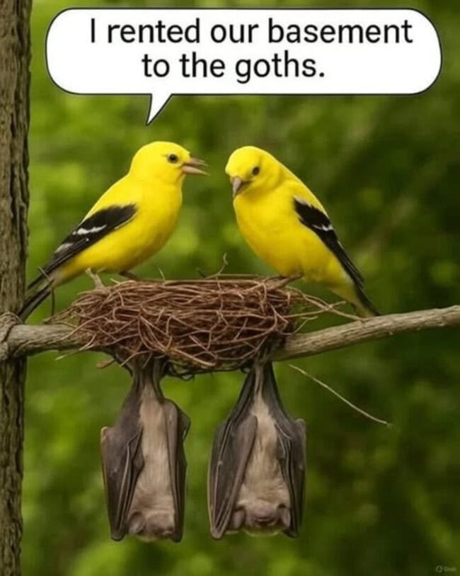 30 Funny Bird Memes That Made Us Squawk With Laughter