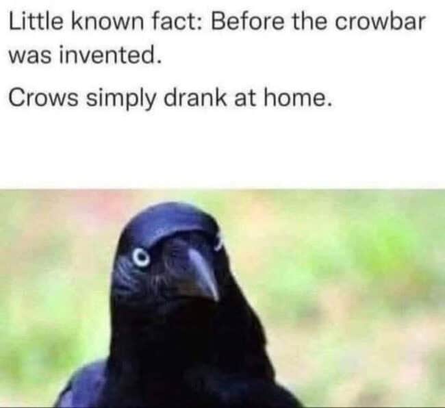 30 Funny Bird Memes That Made Us Squawk With Laughter