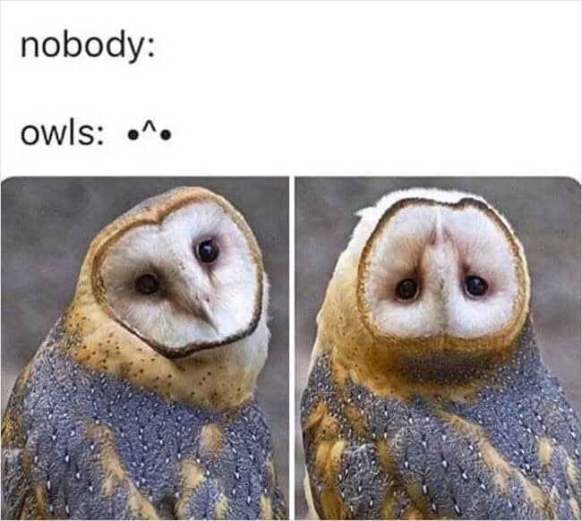 30 Funny Bird Memes That Made Us Squawk With Laughter