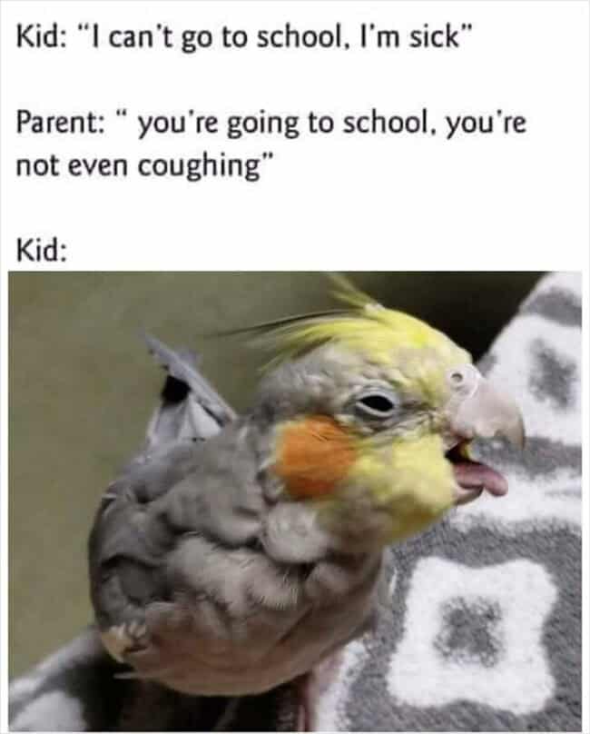 30 Funny Bird Memes That Made Us Squawk With Laughter
