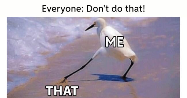 30 Funny Bird Memes That Made Us Squawk With Laughter