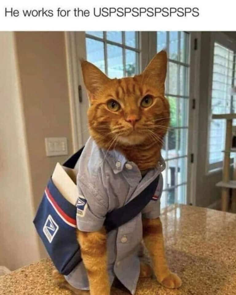 30 Funniest Cat Memes Of The Week For Everyone Owned By A Feline ...