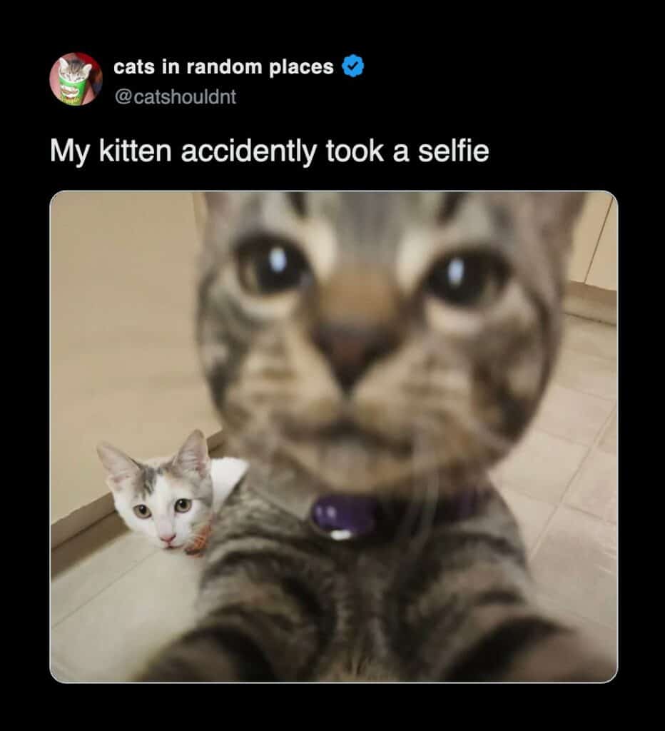 30 Funniest Cat Tweets About Feline Nonsense This Week (January 9, 2025)