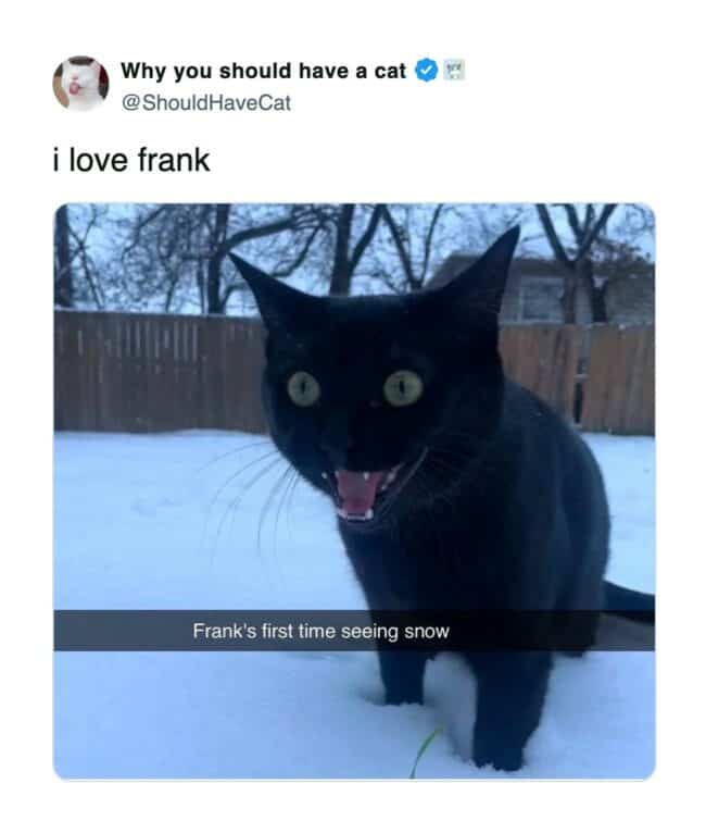 30 Funniest Cat Tweets About Feline Nonsense This Week (January 9, 2025)