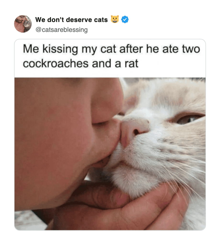 30 Funny Cat Tweets That Made This Week A Little More Purr-fect ...