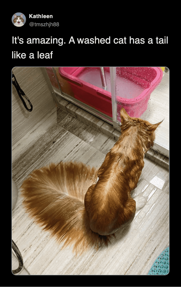 30 Funny Cat Tweets That Made This Week A Little More Purr-fect ...