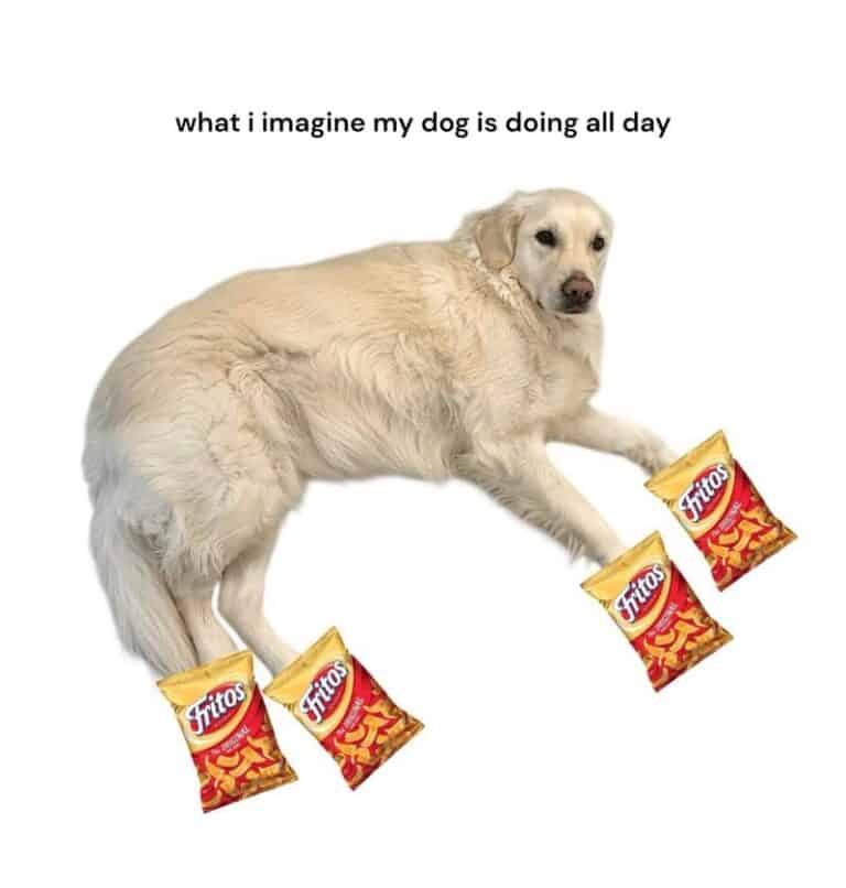 35 Funny Dog Memes From This Week That Made Us Bark With Laughter ...